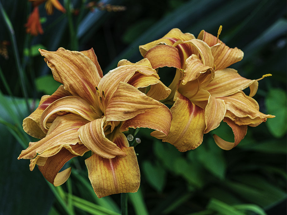 Pristinelight - Recent Work