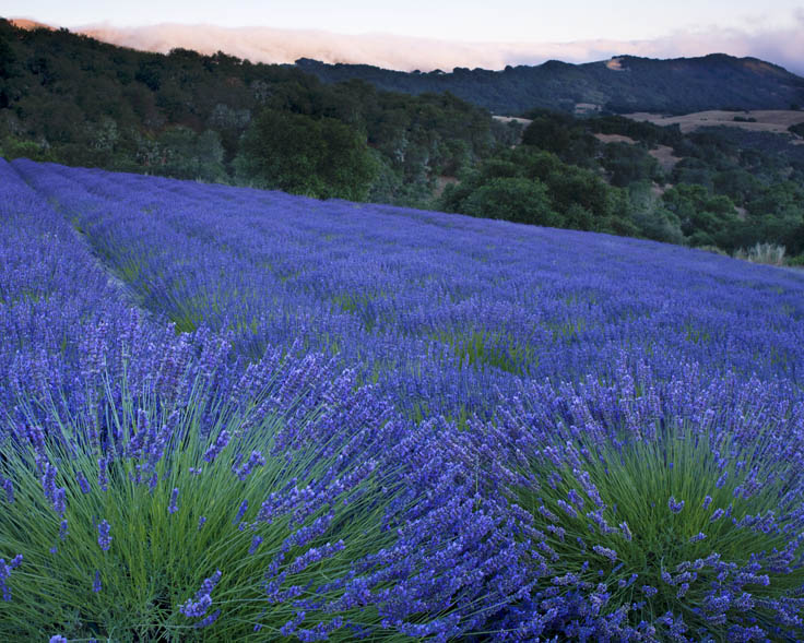 Pristinelight - Recent Work