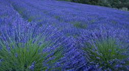 Pristinelight - Recent Work