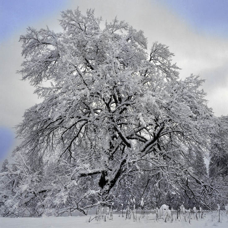 Pristinelight - Yosemite natural photography